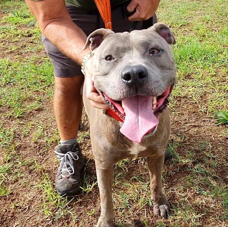 Adopt Bronx from Perth WA | Adopt-A-Dog