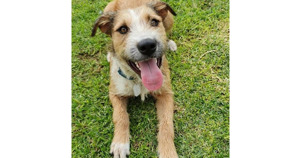 Adopt Wes from Perth WA | Adopt-A-Dog