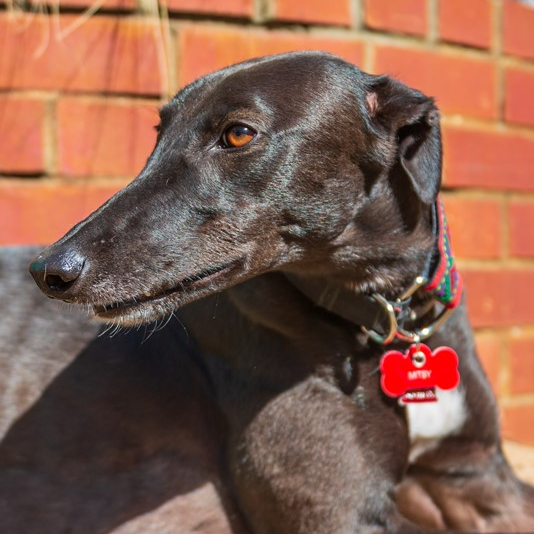 Adopt Mitsy from Perth WA | Adopt-A-Dog