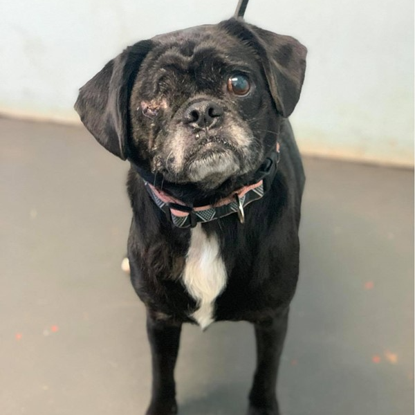 Adopt Tammy from Kingaroy QLD | Adopt-A-Dog