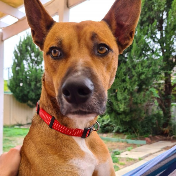 Adopt Jasper from Perth WA | Adopt-A-Dog