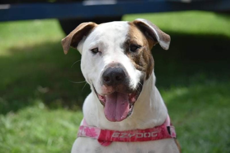 Adopt Roxy from Brisbane QLD | Adopt-A-Dog