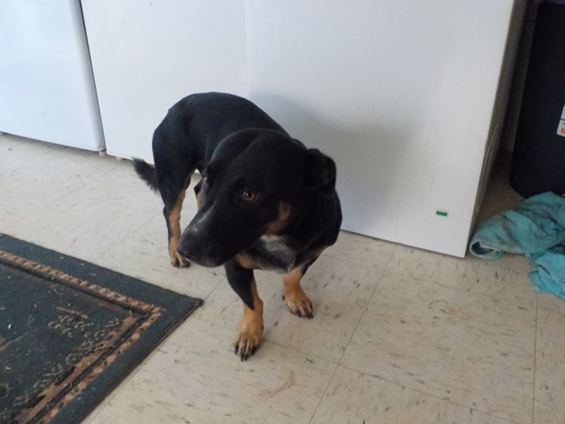 Adopt Terry from MAREEBA QLD | Adopt-A-Dog