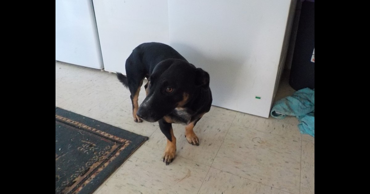 Adopt Terry from MAREEBA QLD | Adopt-A-Dog