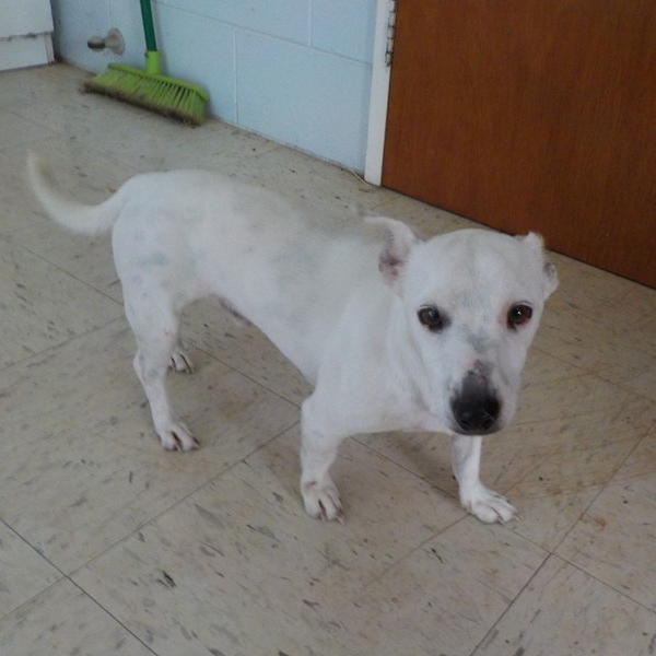 Adopt Buddy from MAREEBA QLD | Adopt-A-Dog