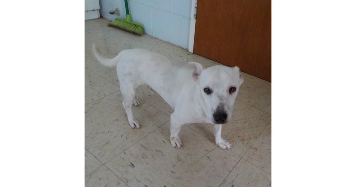 Adopt Buddy from MAREEBA QLD | Adopt-A-Dog