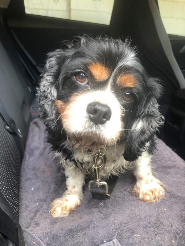 Adopt Robbie from Melbourne VIC | Adopt-A-Dog