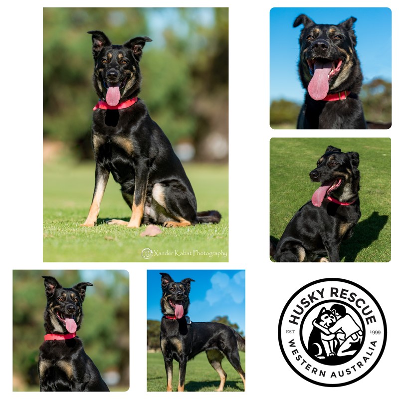 Adopt Jessie from Perth WA | Adopt-A-Dog