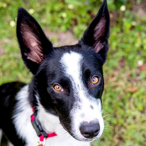 Adopt Ryder from Sunshine Coast QLD | Adopt-A-Dog