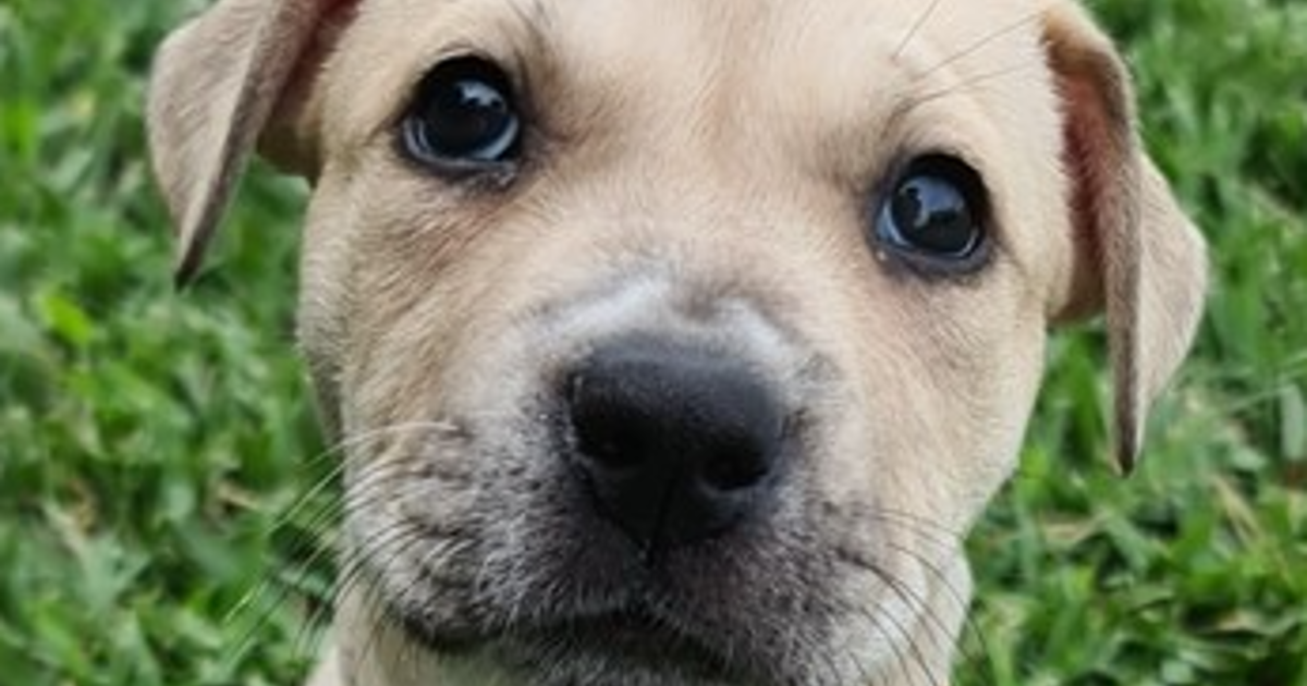 Adopt Grace from Brisbane QLD | Adopt-A-Dog