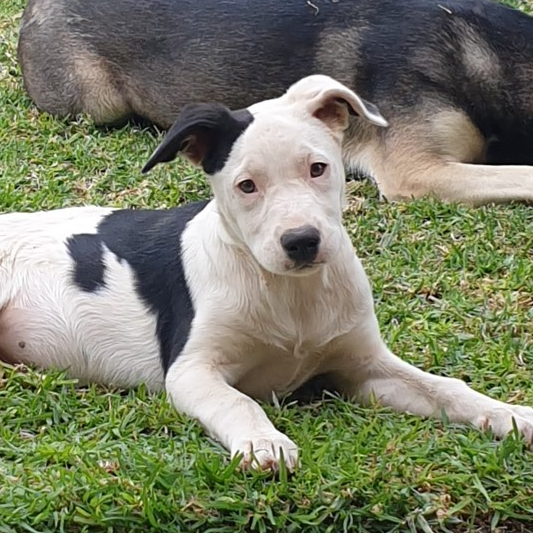 Adopt DALLAS from Stirling North SA | Adopt-A-Dog