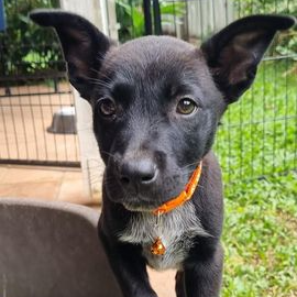 Adopt Micah from Cairns QLD | Adopt-A-Dog