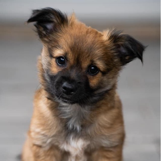 Adopt Nimbus from Mickleham VIC | Adopt-A-Dog