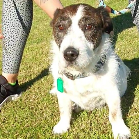 Adopt Leo from Perth WA | Adopt-A-Dog