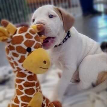 Adopt Daisy from Penrith NSW | Adopt-A-Dog