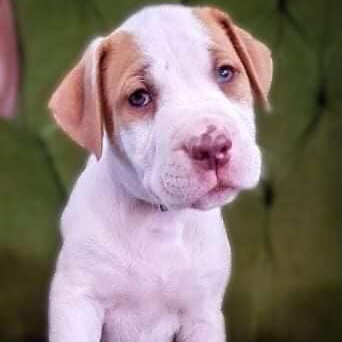 Adopt Squishy from Penrith NSW | Adopt-A-Dog