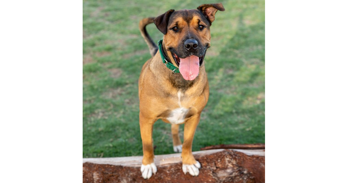 Adopt Keeta from Bayswater WA | Adopt-A-Dog