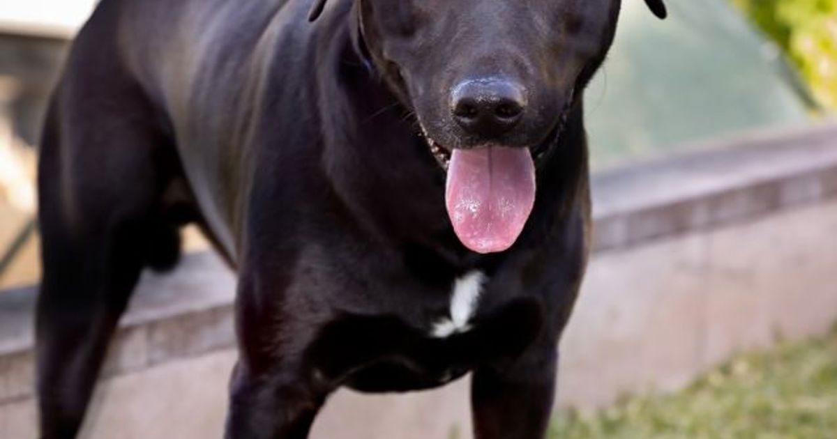 Adopt Ollie ~ 3yr Old Lab X Staffy (Adopted) from Newcastle NSW | Adopt ...