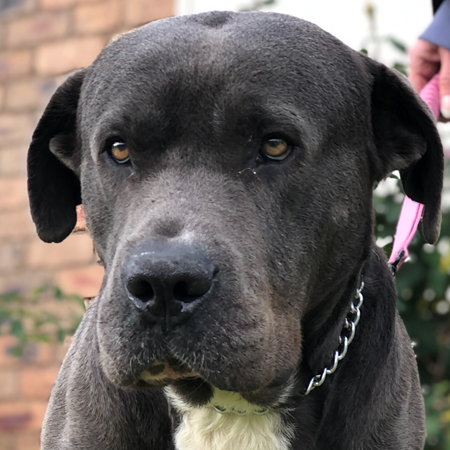Adopt Banjo Baloo from Millpark VIC | Adopt-A-Dog