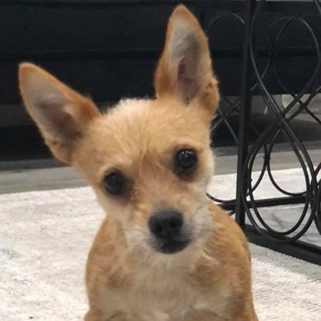 Adopt Hedwig from GREENSBOROUGH VIC | Adopt-A-Dog