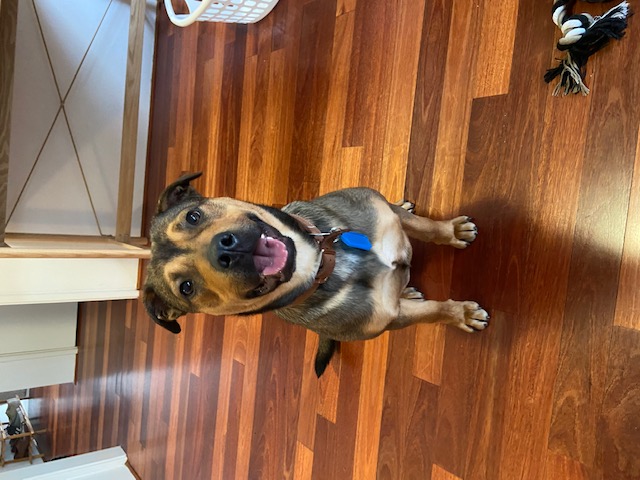 Adopt Misty from Perth WA | Adopt-A-Dog