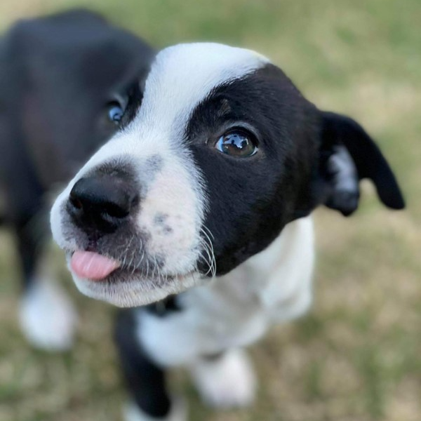 Adopt Floss from Jimboomba QLD | Adopt-A-Dog