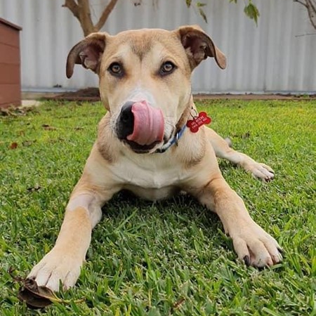 Adopt Kody from Perth WA | Adopt-A-Dog