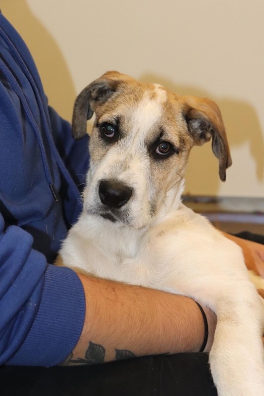 Adopt Toby from Warwick QLD | Adopt-A-Dog