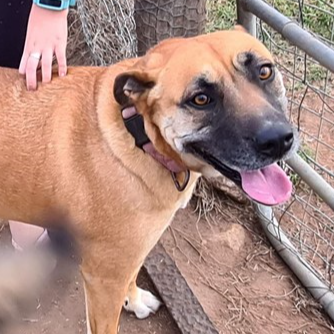 Adopt Roxy from Warwick QLD | Adopt-A-Dog