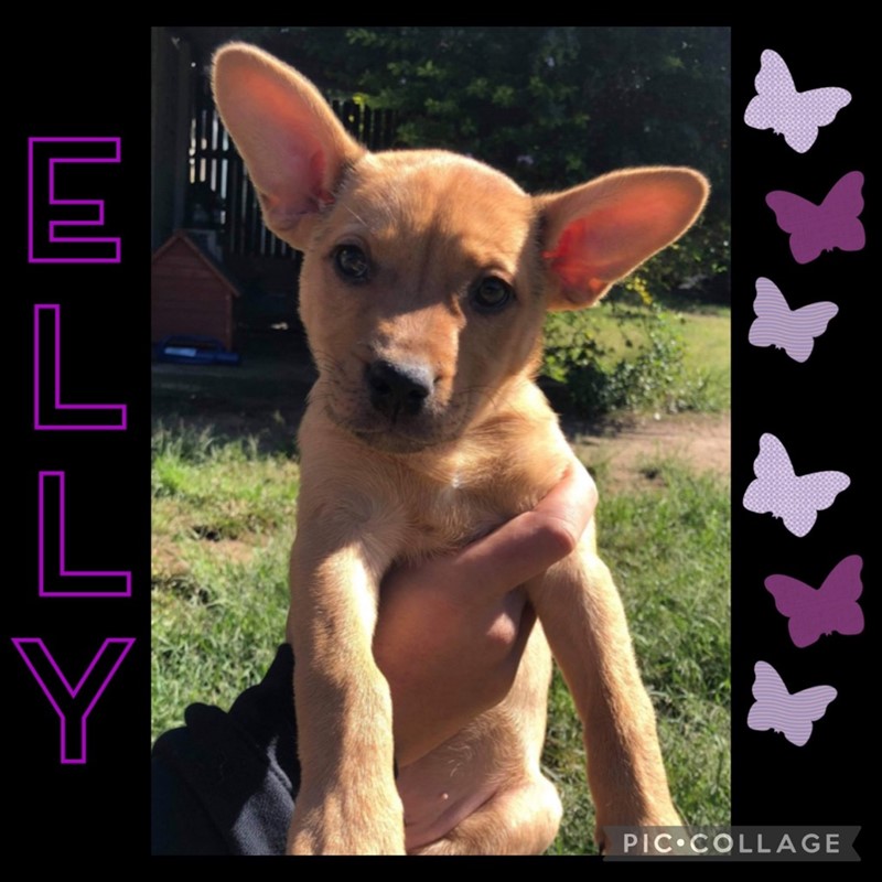 Adopt Elly from Brisbane QLD | Adopt-A-Dog