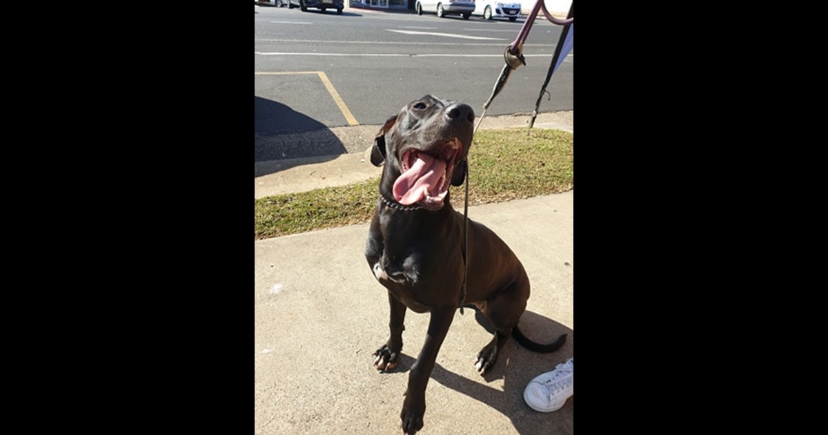 Adopt Bailey from MAREEBA QLD | Adopt-A-Dog