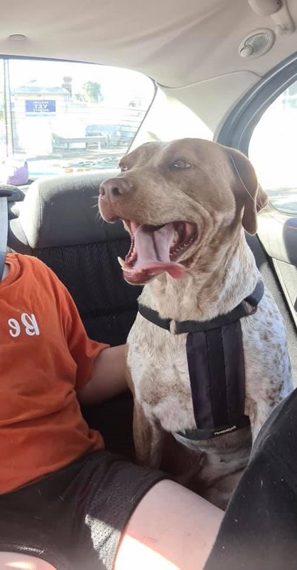 Adopt Ponde from Woodcroft SA | Adopt-A-Dog
