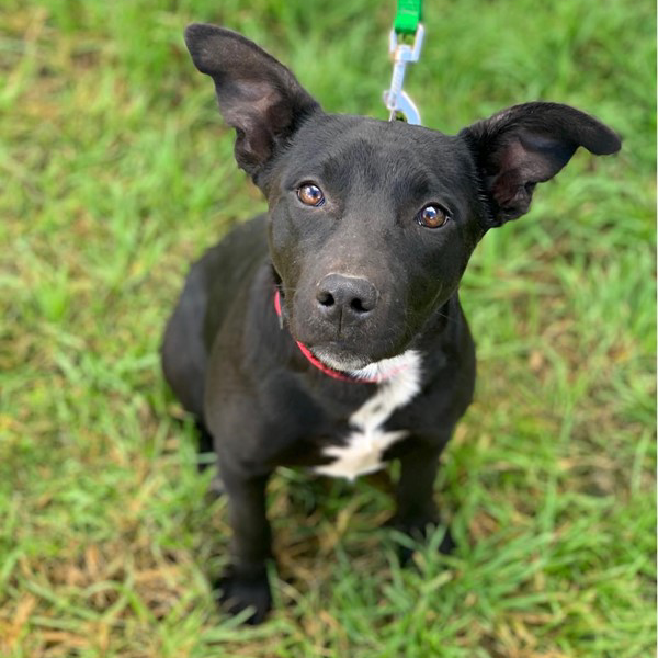 Adopt Dahlia from Logan Village QLD | Adopt-A-Dog