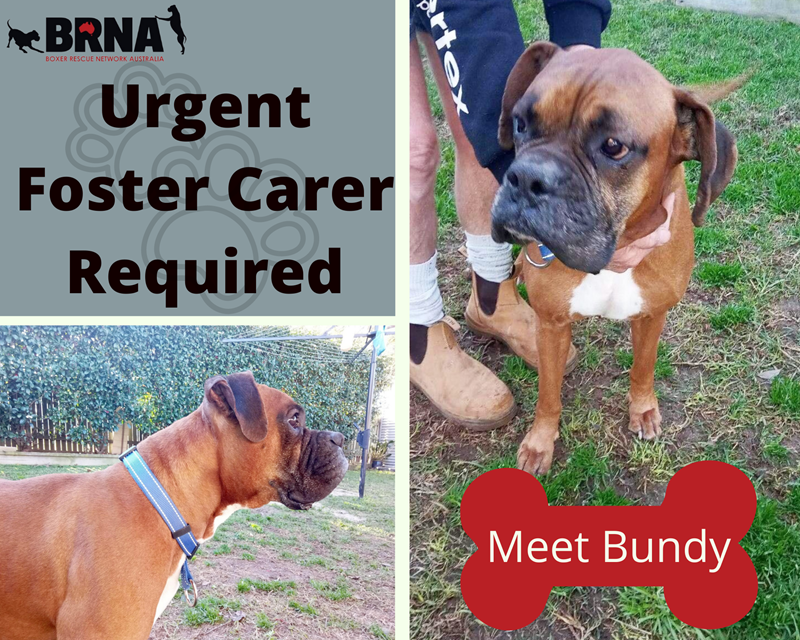 Adopt Bundy from Central Coast NSW | Adopt-A-Dog