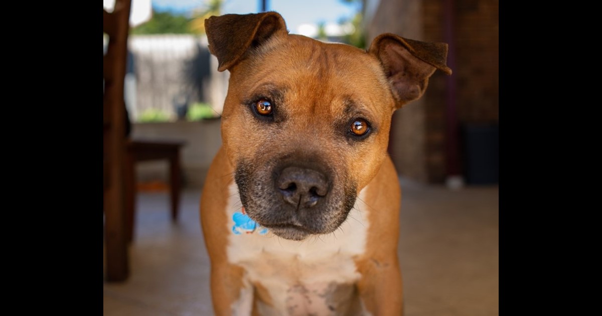 Adopt Thurston from Perth WA | Adopt-A-Dog