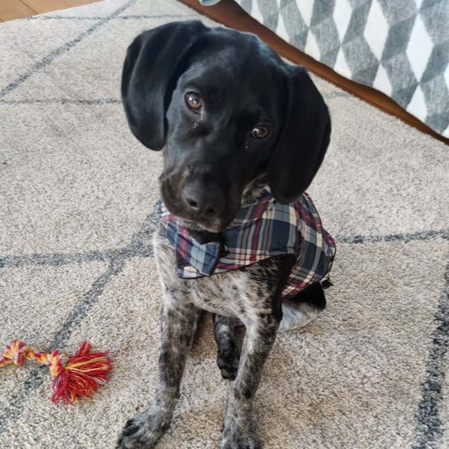 Adopt Tex from Launceston TAS | Adopt-A-Dog