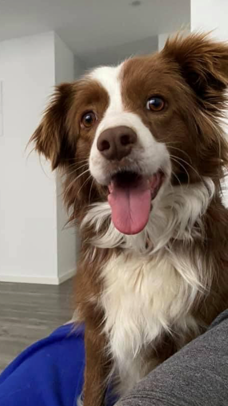 Adopt Kaisha from Mickleham VIC | Adopt-A-Dog