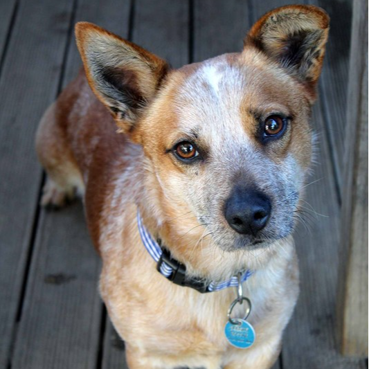 Adopt Troy from Ingleside NSW | Adopt-A-Dog