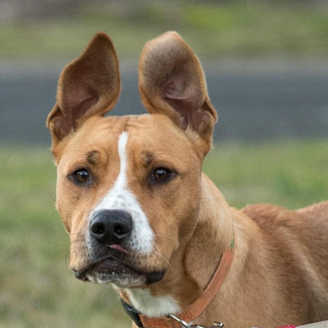 Adopt Milky Mia from WALLAN VIC | Adopt-A-Dog