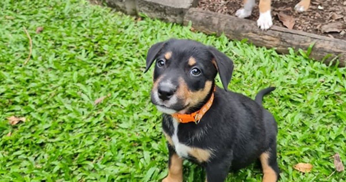 Adopt Callie from Cairns QLD | Adopt-A-Dog