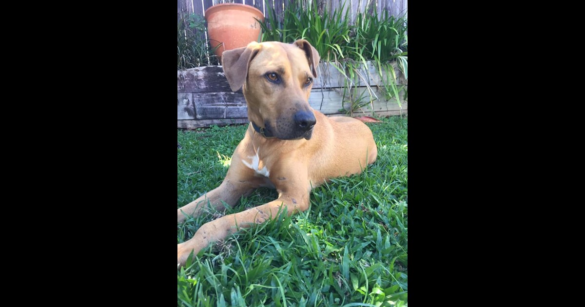 Adopt O'malley from Cairns QLD | Adopt-A-Dog