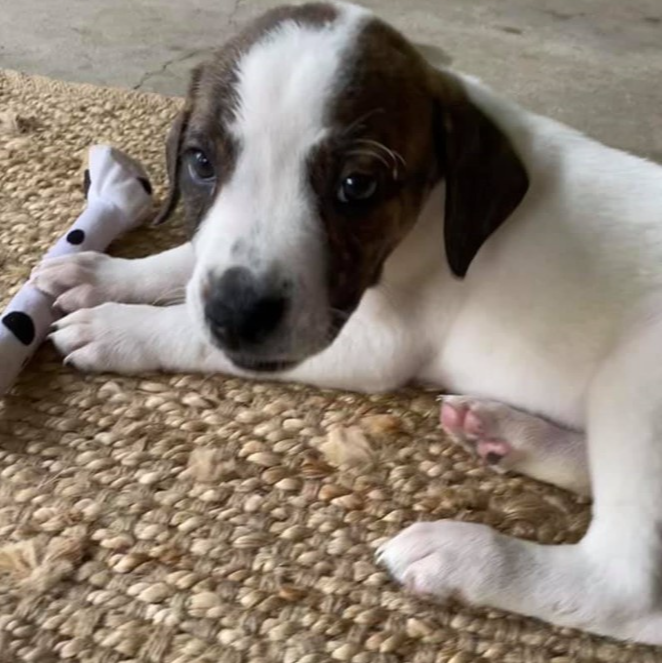 Adopt Justice from MAREEBA QLD | Adopt-A-Dog