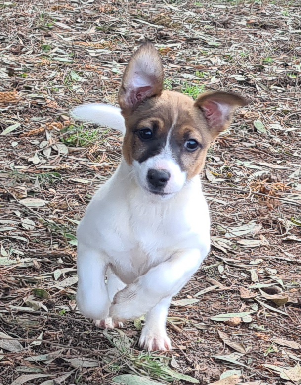 Adopt Dot from Oberon NSW | Adopt-A-Dog