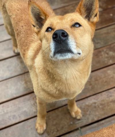 Adopt Rusty from Penrith NSW | Adopt-A-Dog