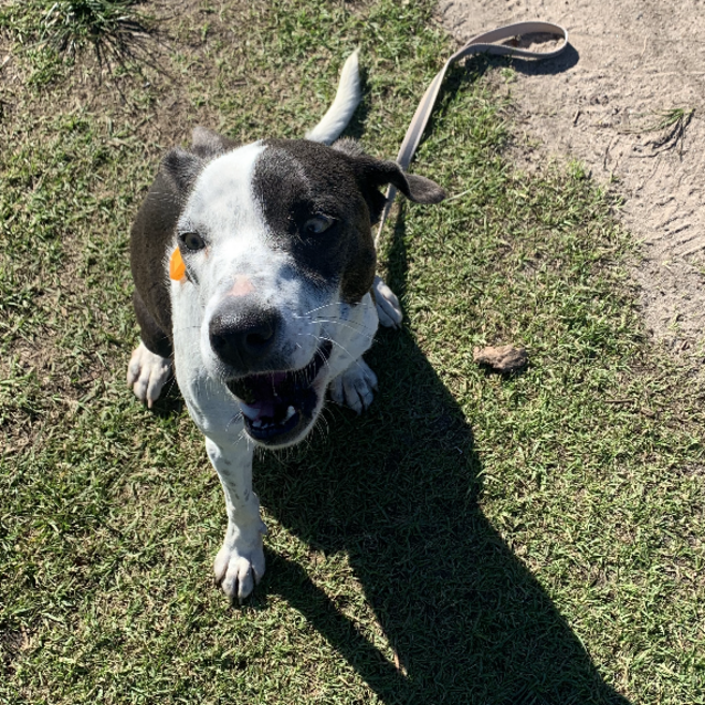 Adopt Jessie from Paddington NSW | Adopt-A-Dog