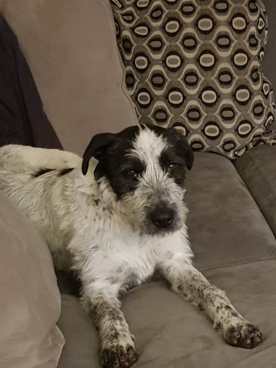 Adopt "Scraps" from Bendigo VIC | Adopt-A-Dog