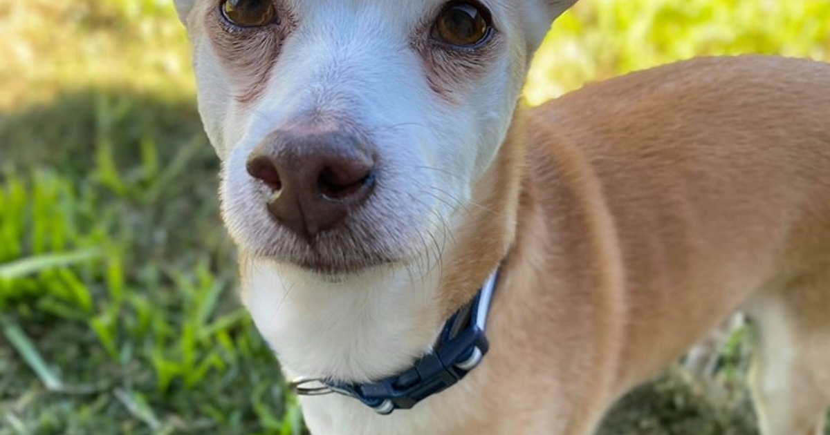 Adopt Cotton from Brisbane QLD | Adopt-A-Dog