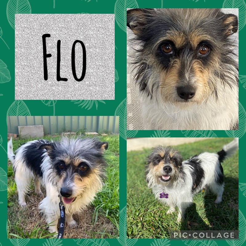 Adopt Flo from Brisbane QLD | Adopt-A-Dog