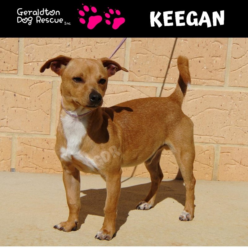 Adopt KEEGAN from Geraldton WA | Adopt-A-Dog