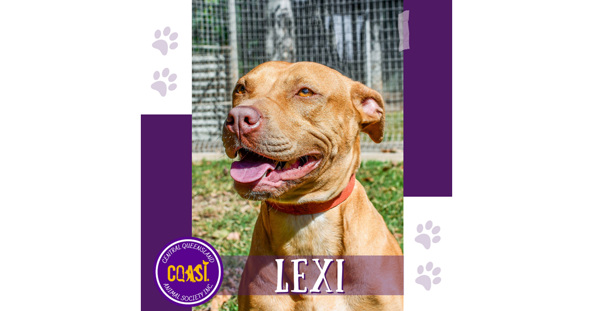 Adopt Lexi from Rockhampton QLD | Adopt-A-Dog